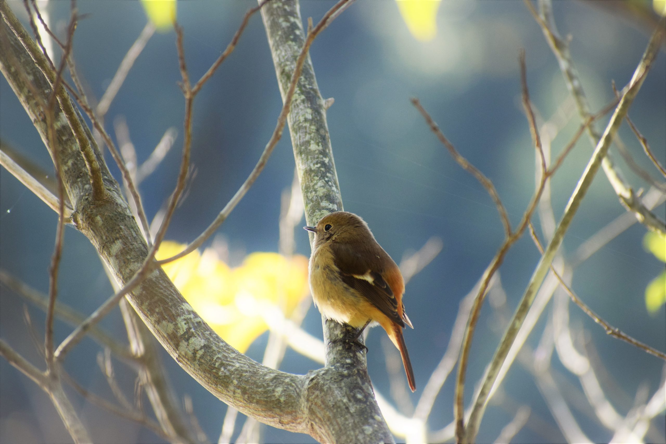 DSC_0425-2 | やちブログ～岡山の野鳥観察記～